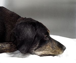 Mi Perro Sobrevivirá A Una Hemorragia Interna