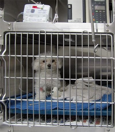 Hospitalización 24h | Veterinari Son Dureta